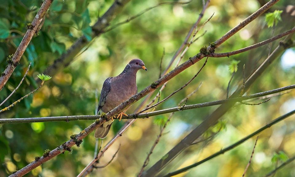Bird Band-Tailed Pigeon - Free photo on Pixabay