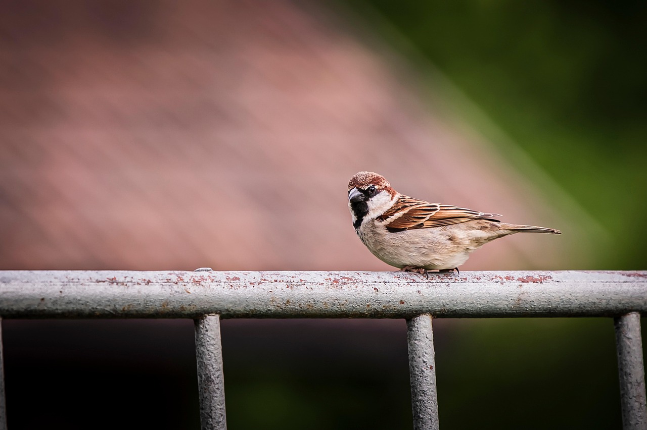 Sparrows Animals Wildlife - Free photo on Pixabay