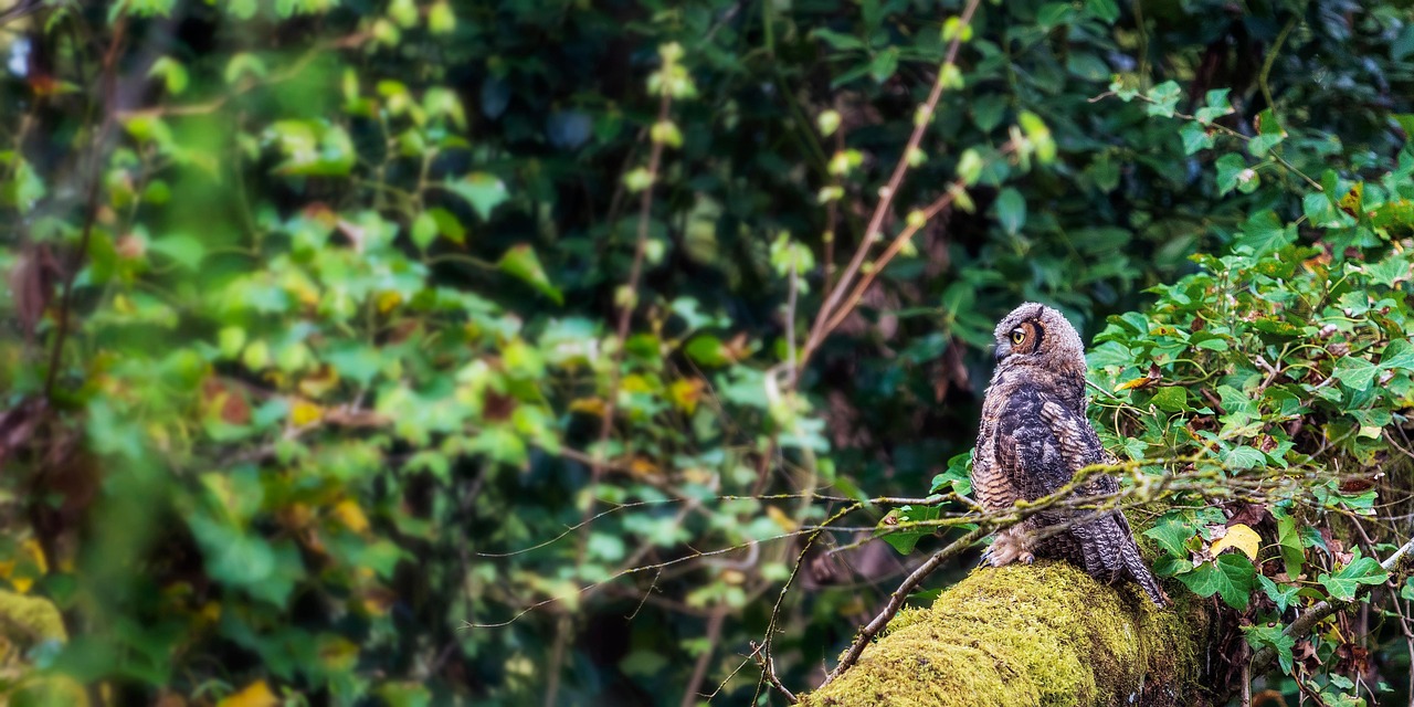 Oiseau Hibou Cornes - Photo gratuite sur Pixabay - Pixabay