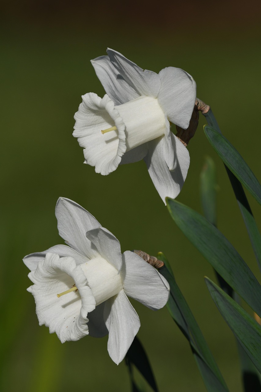 Blumenfotografie Blumen Natur - Kostenloses Foto auf Pixabay