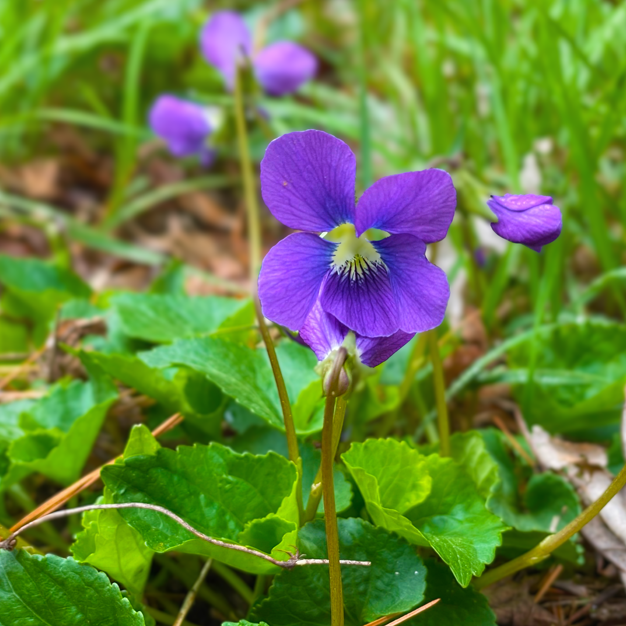 Commonblueviolet Violetlovers - Free photo on Pixabay - Pixabay