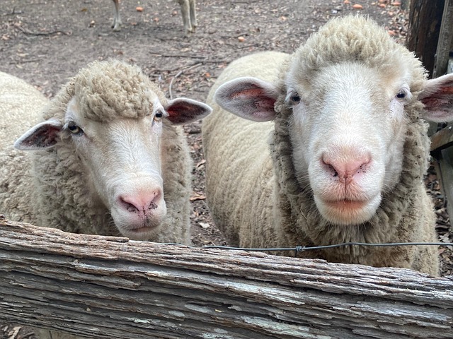 Le Mouton Animaux Cultiver - Photo gratuite sur Pixabay - Pixabay