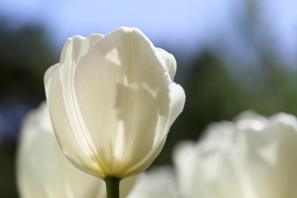 Tulip Flower Plant - Free photo on Pixabay