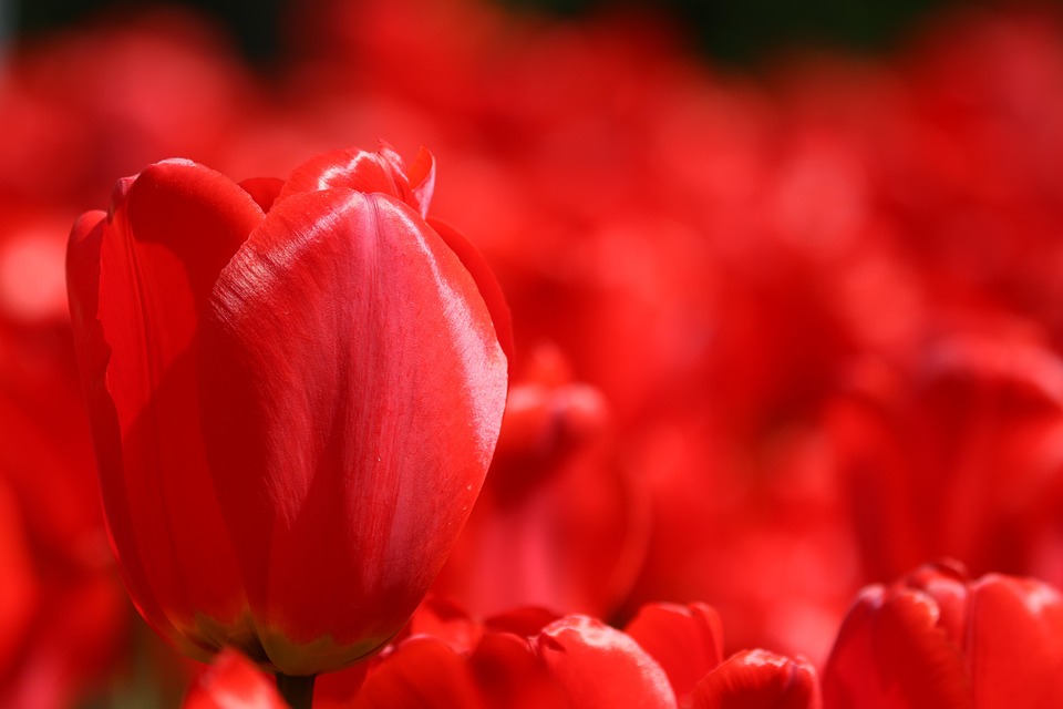 Tulip Flower Plant - Free photo on Pixabay