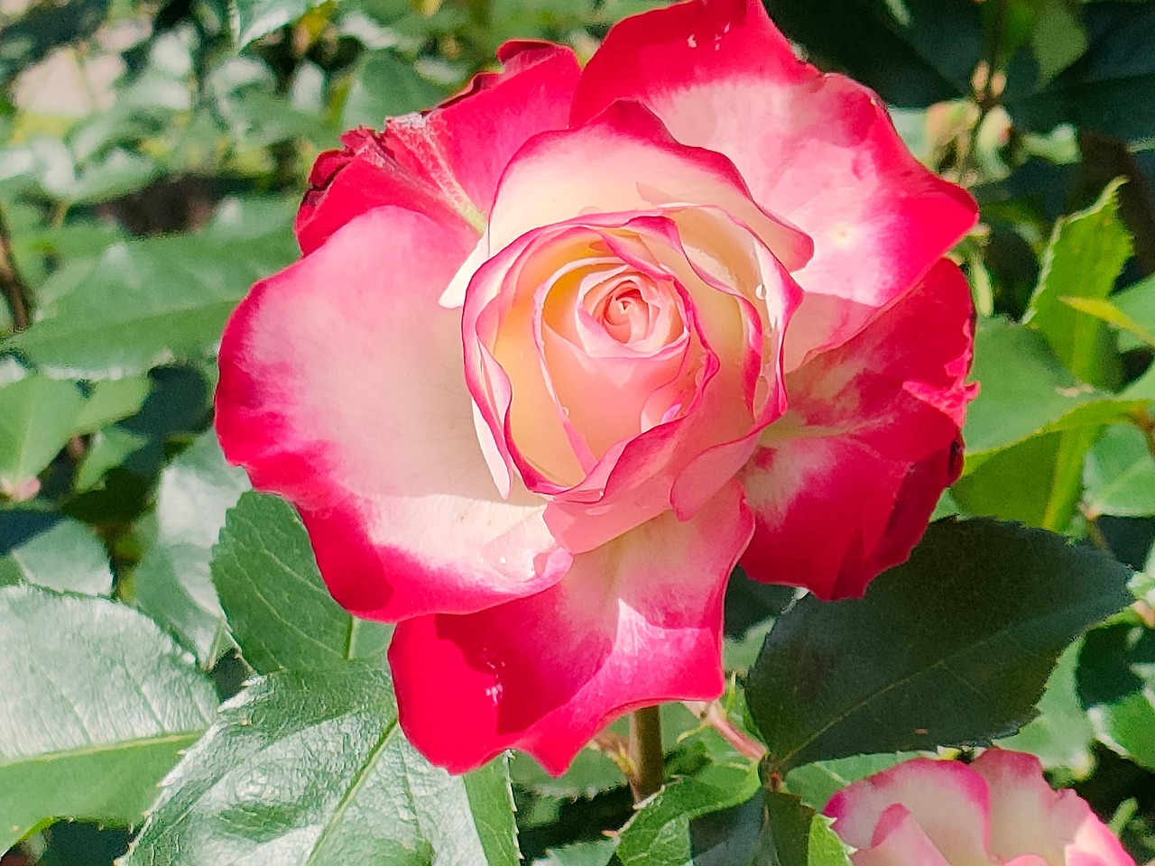 Rose Flowers Flora - Free photo on Pixabay