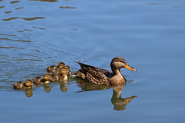 Mallard Water Bird Chick - Free photo on Pixabay