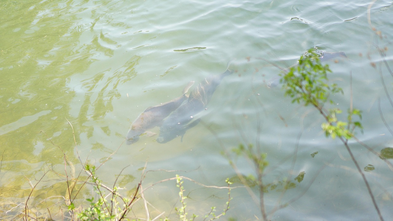 Lake Wasser Fisch - Kostenloses Foto auf Pixabay - Pixabay