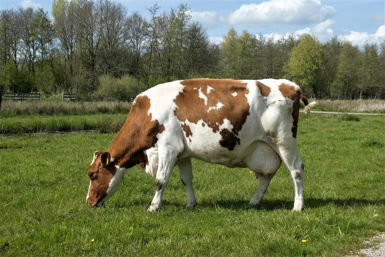 Cow Grass Graze - Free photo on Pixabay