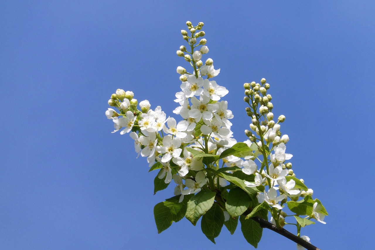 Prunus Padus Flowers - Free photo on Pixabay - Pixabay