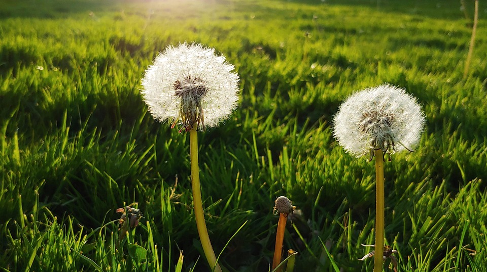 Dandelion Grass Spring - Free photo on Pixabay - Pixabay