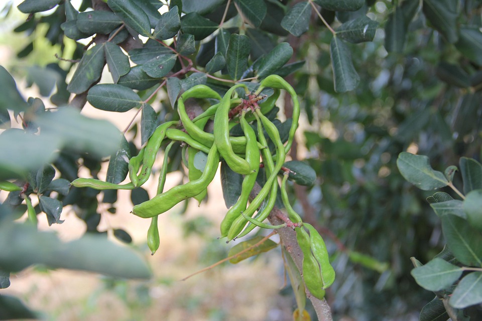 Fasole De Roscove Carob Copac - Fotografie gratuită pe Pixabay - Pixabay