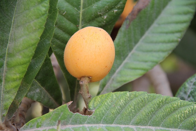 Nêspera Fruta Primavera - Foto gratuita no Pixabay - Pixabay