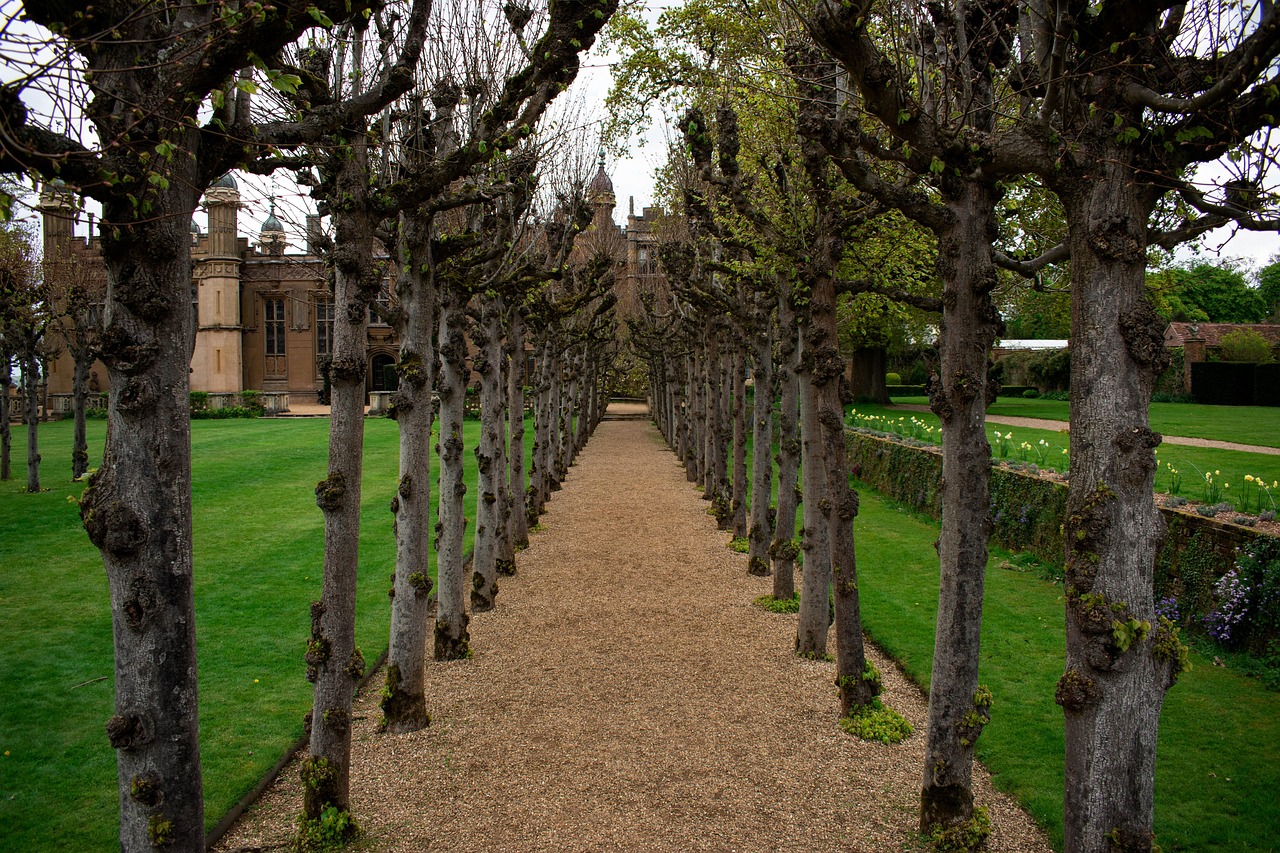 Arvores Caminho Salão Wimpole - Foto gratuita no Pixabay - Pixabay