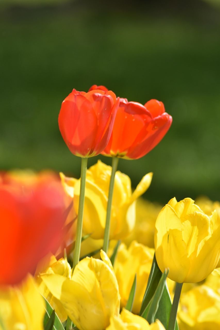 Flores Tulipas Primavera - Foto gratuita no Pixabay - Pixabay