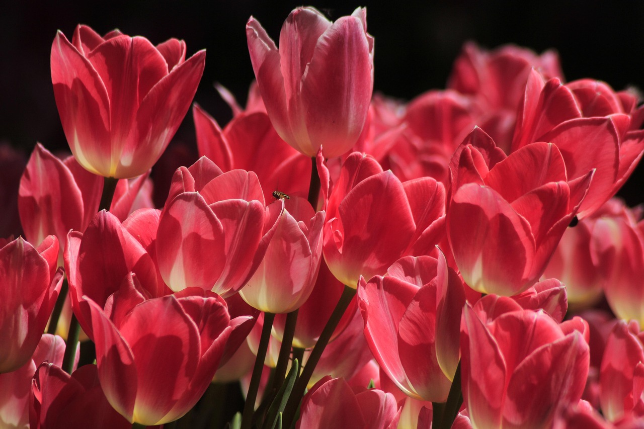 Flores Tulipanes Plantas - Foto gratis en Pixabay - Pixabay