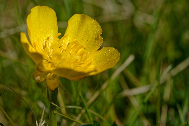 Buttercup Macro Grass - Free photo on Pixabay - Pixabay