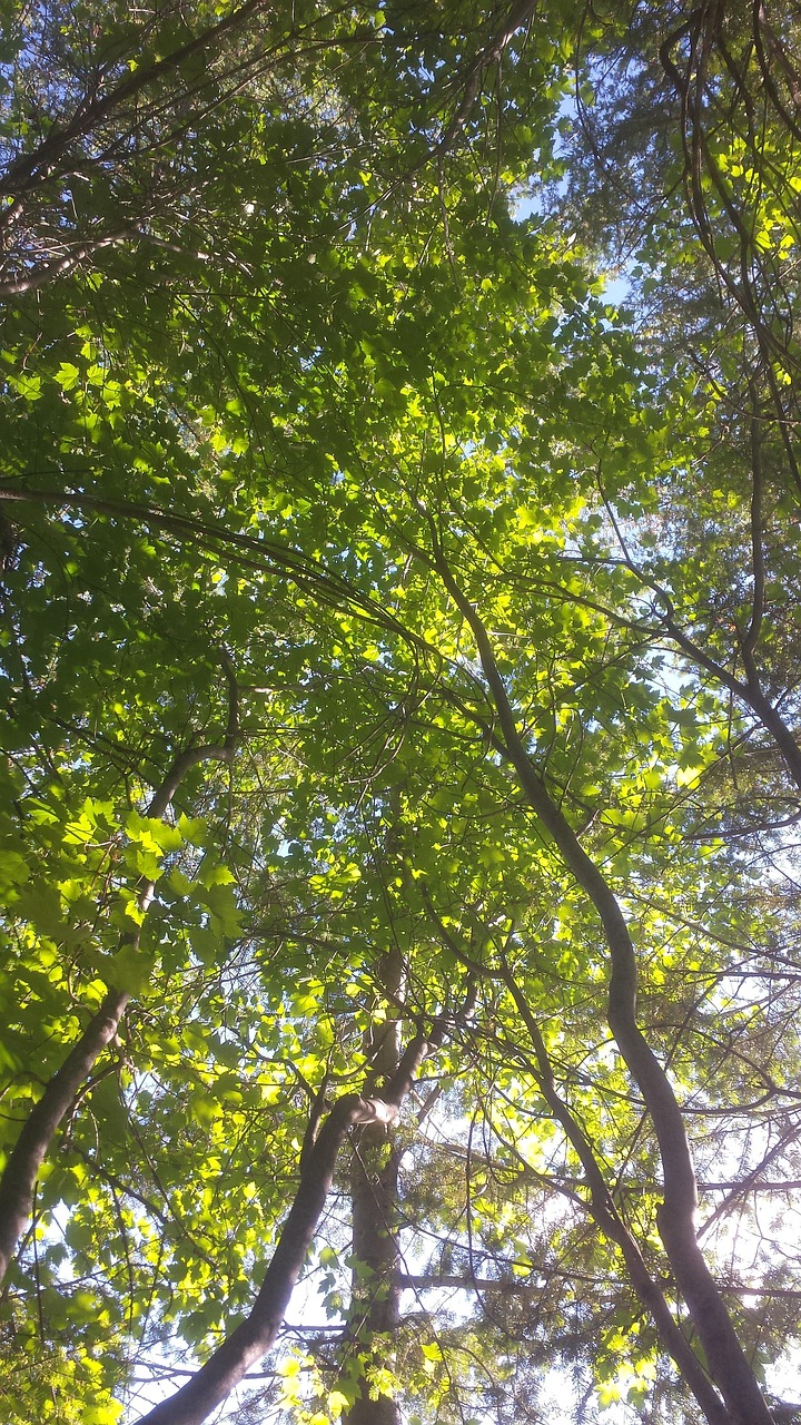 Tree Nature Forest - Free photo on Pixabay