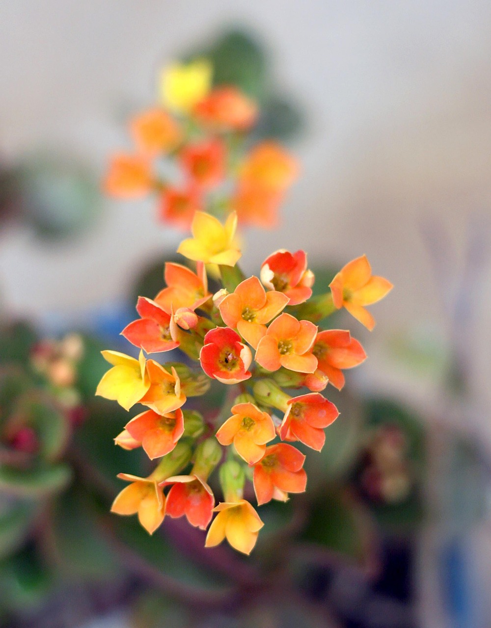 Flowers Flora Lantana - Free photo on Pixabay