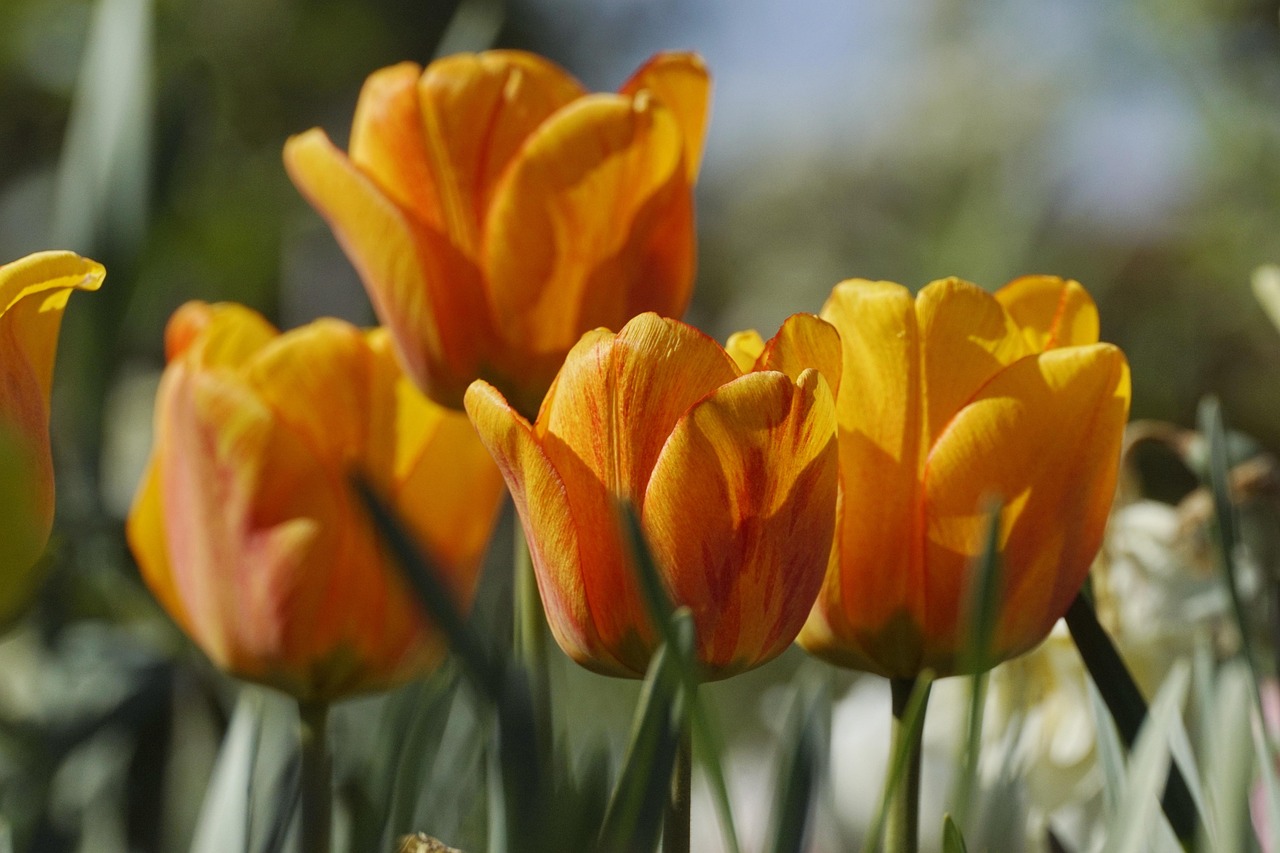 Spring into Action with Free HD Stock Photos & Images | 100,000 ...