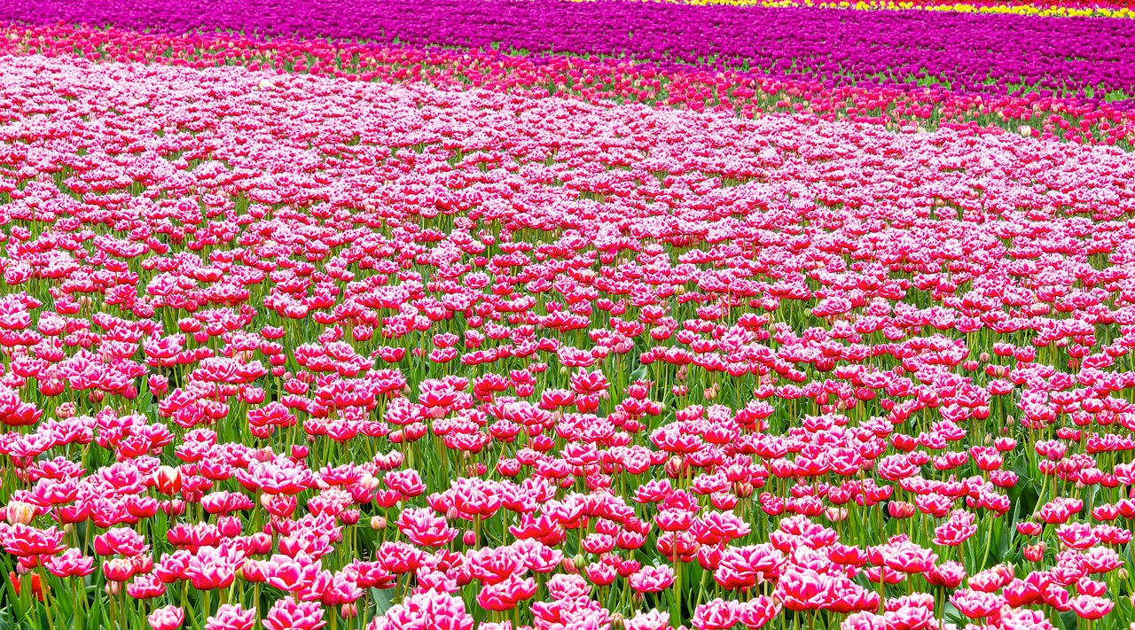 Flowers Field Botany - Free photo on Pixabay