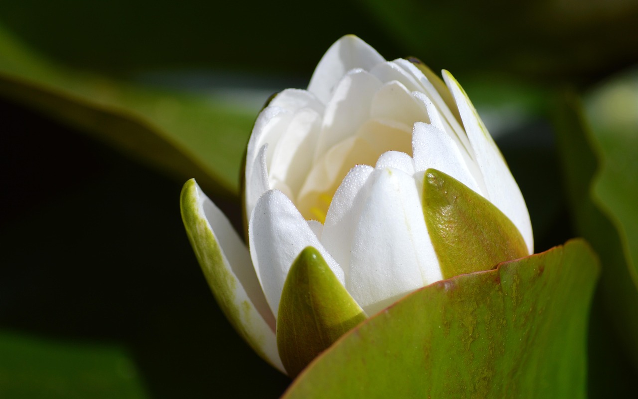 500,000+ Free Lake With Flower & Nature Images - Pixabay