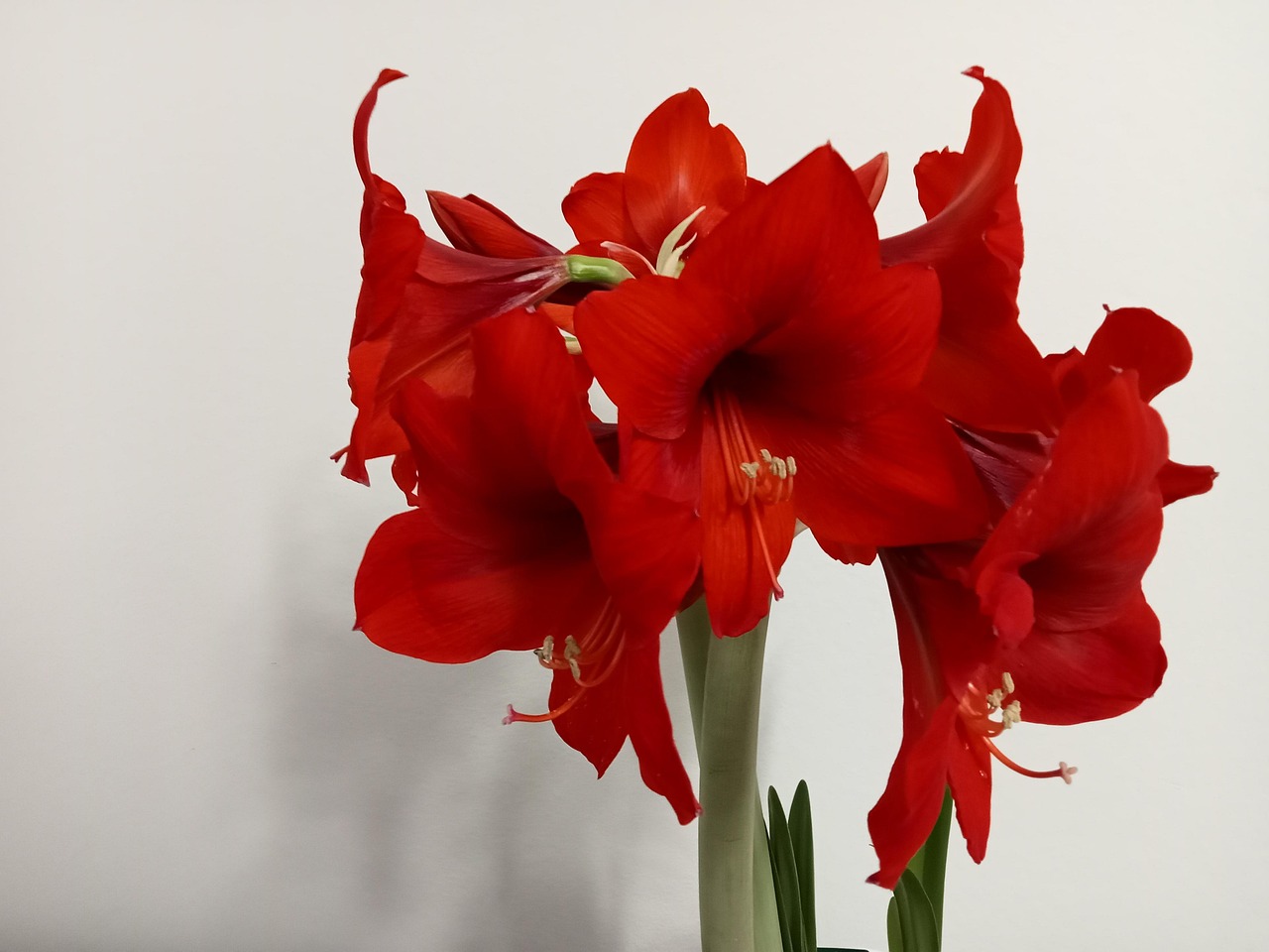 Amarillis Flower Red Very - Free photo on Pixabay - Pixabay