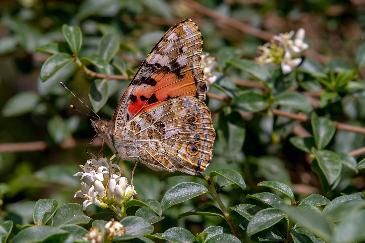 80,000+ Free 4K Butterfly & 4K Wallpaper Images - Pixabay