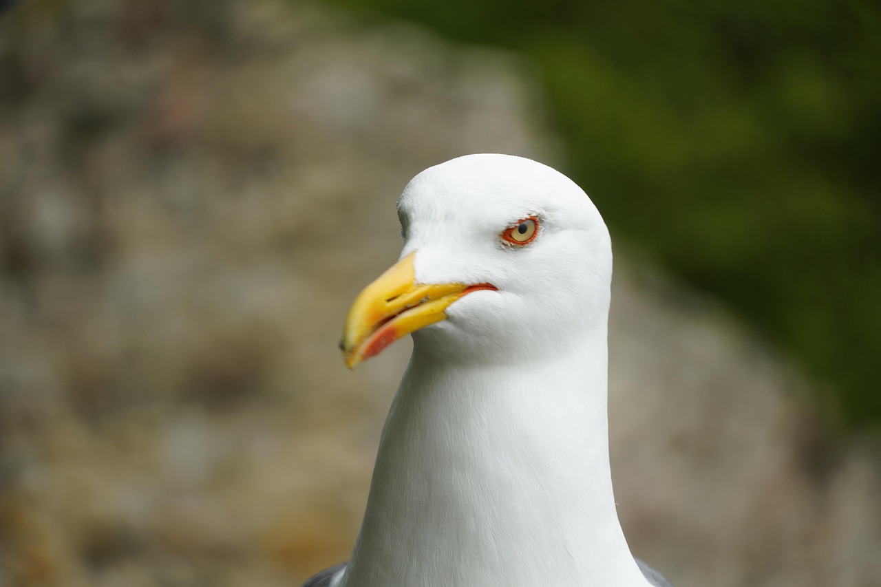 France Seagulls Gulls - Free photo on Pixabay - Pixabay