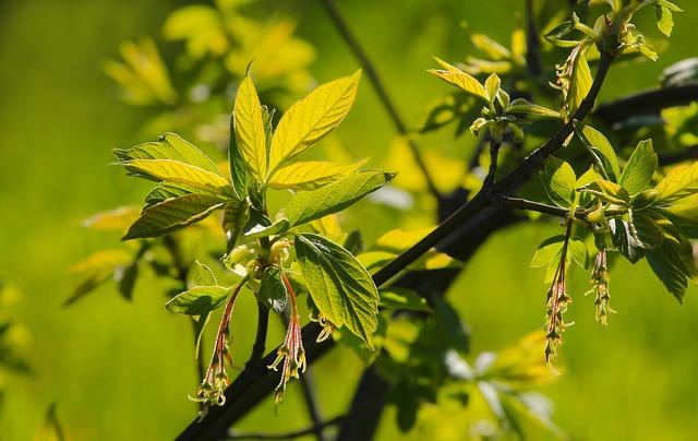 Feuilles Le Printemps - Photo gratuite sur Pixabay - Pixabay