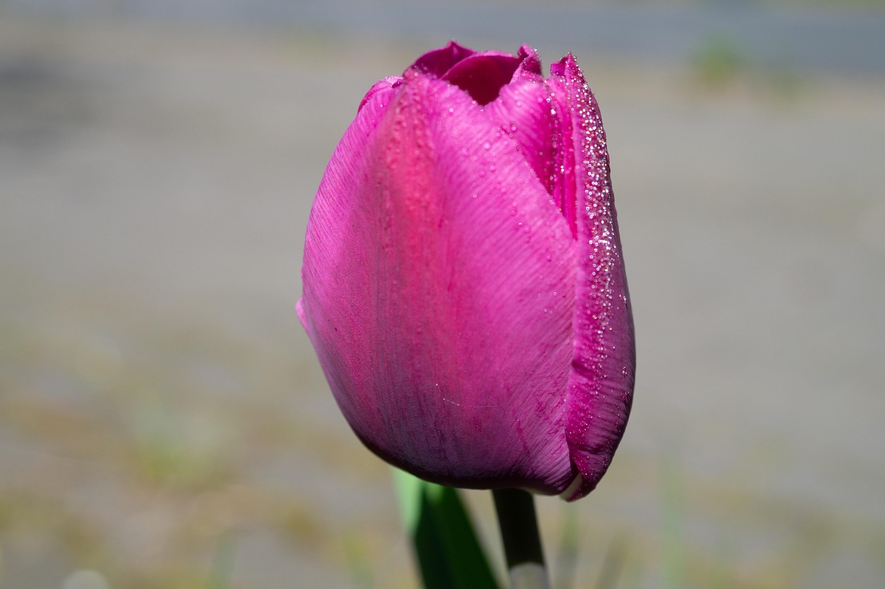 Tulip Merah Muda Bunga Musim - Foto gratis di Pixabay - Pixabay