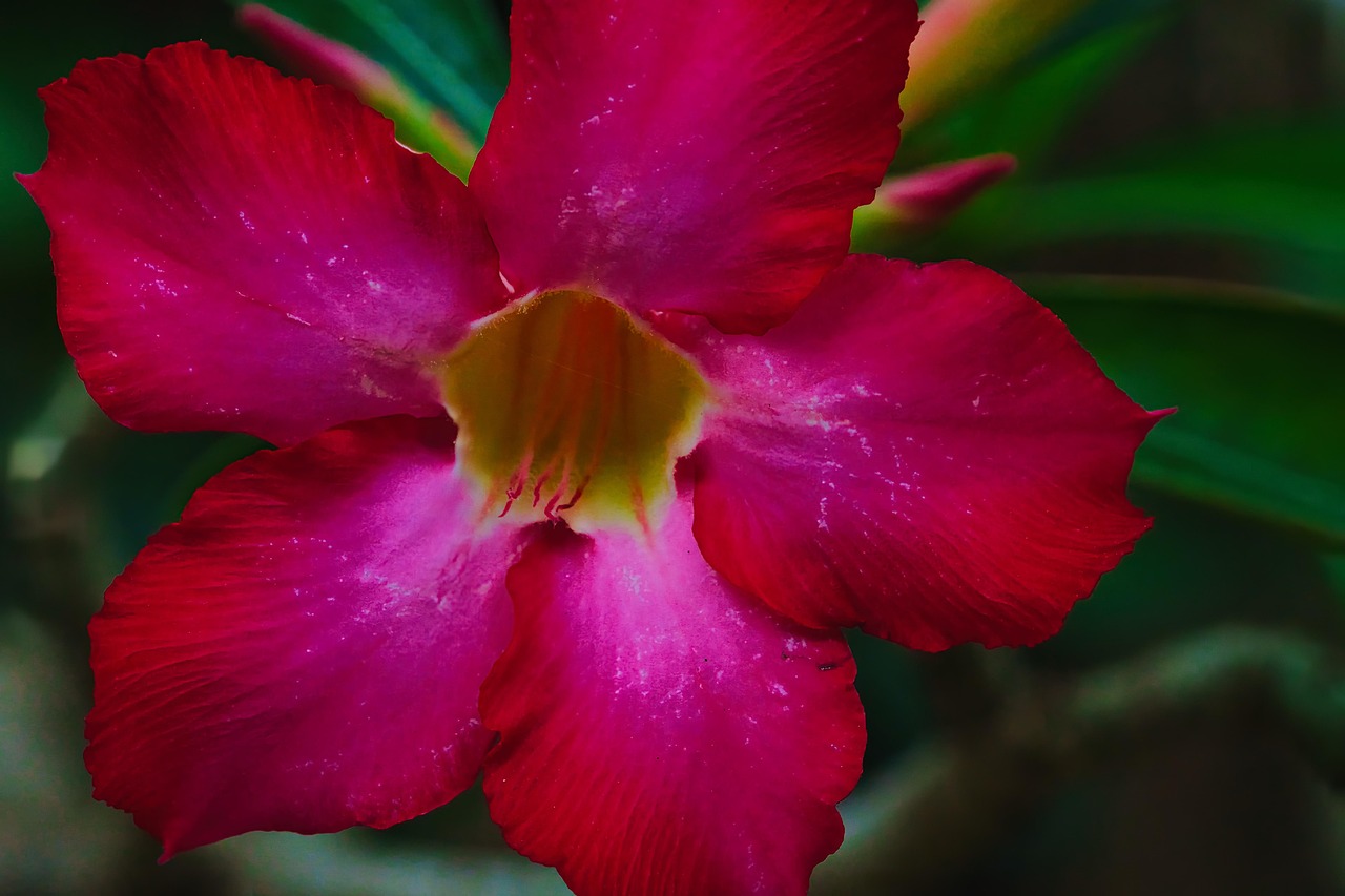 Fleur De Calachuchi Plantes - Photo gratuite sur Pixabay - Pixabay