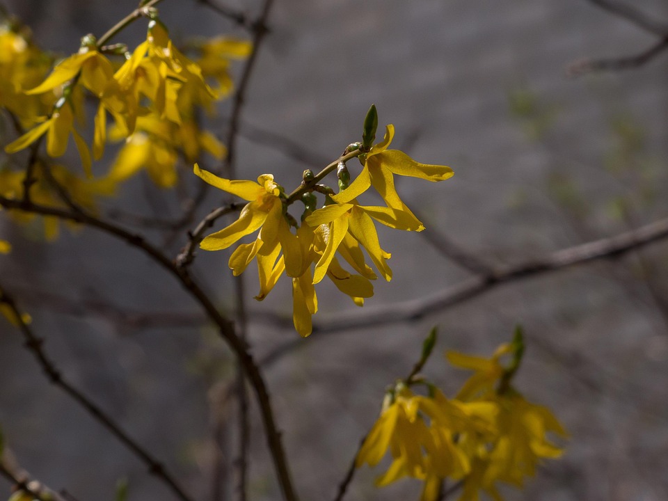 Spring Flowers Bloom - Free photo on Pixabay