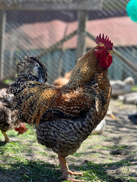 20+ Free Bordes & Bord Images - Pixabay