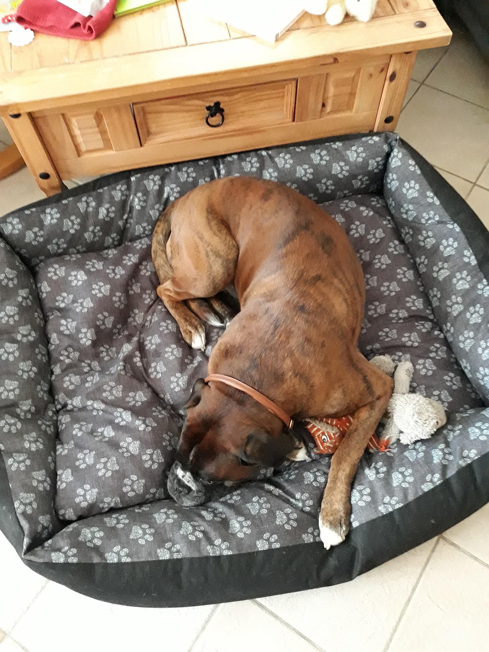 Cachorro Boxer Sala De - Foto gratuita no Pixabay - Pixabay