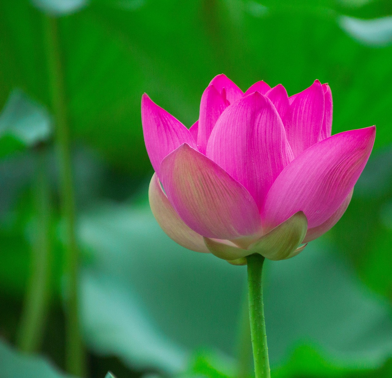 Flower Lotus Blooming Pink - Free photo on Pixabay - Pixabay