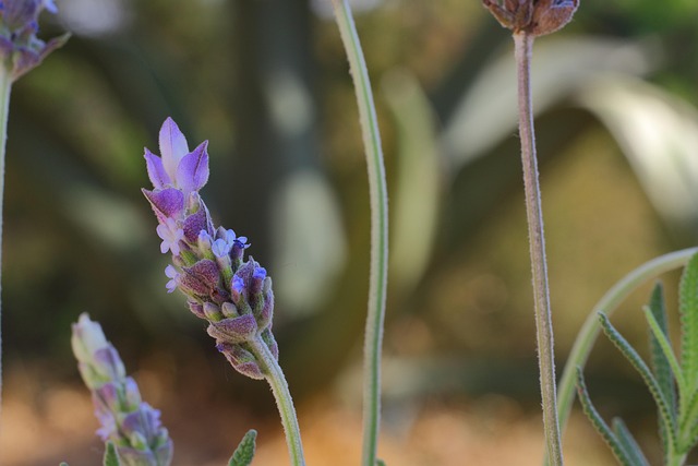 Flor Natureza Lavanda - Foto gratuita no Pixabay - Pixabay
