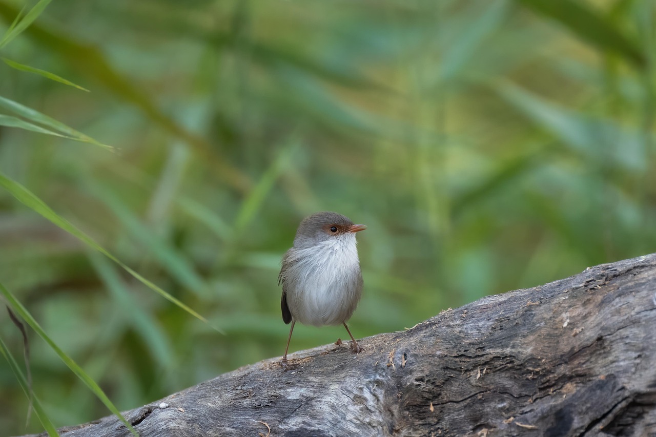300+ Free Wren & Bird Images - Pixabay