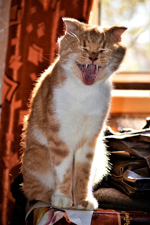 Le Sourire Chat Animal - Photo gratuite sur Pixabay - Pixabay