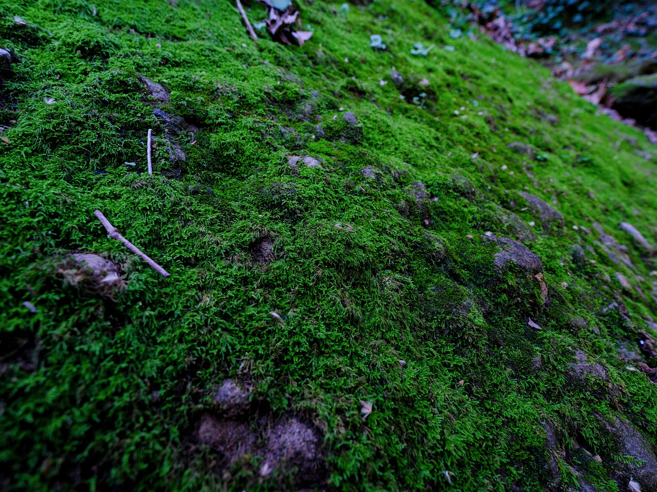 Moss Herb Green - Free photo on Pixabay - Pixabay
