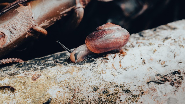Snail Animal Mollusk - Free photo on Pixabay