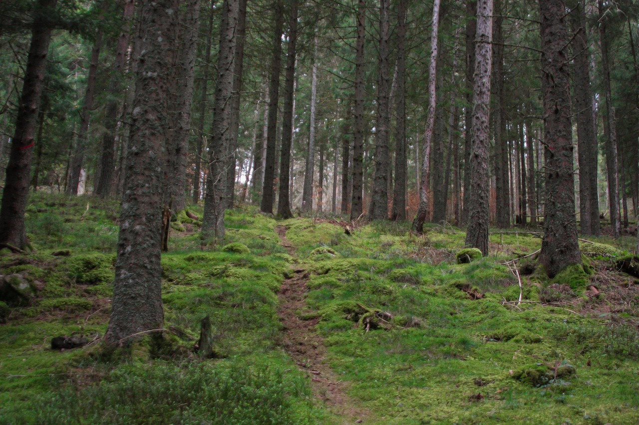 Pădure Excursie Padure Neagra - Fotografie gratuită pe Pixabay - Pixabay
