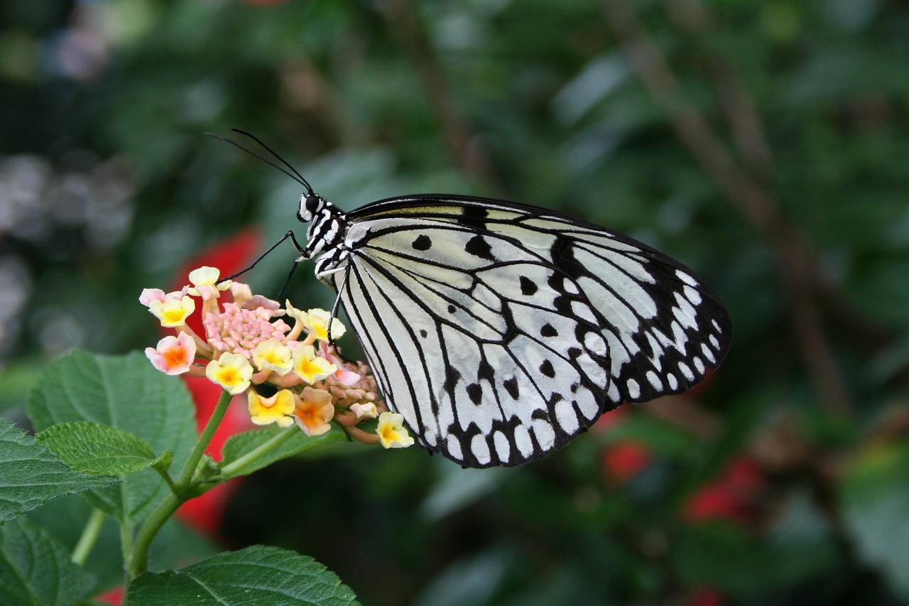 Papillon Insecte Plantes - Photo gratuite sur Pixabay - Pixabay