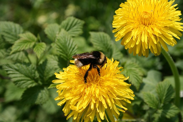 Dandelion Bumblebee Insect - Free photo on Pixabay