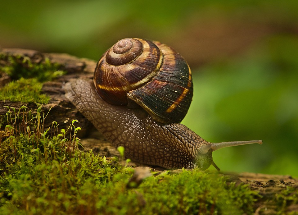 La Nature Macro Escargot - Photo gratuite sur Pixabay - Pixabay