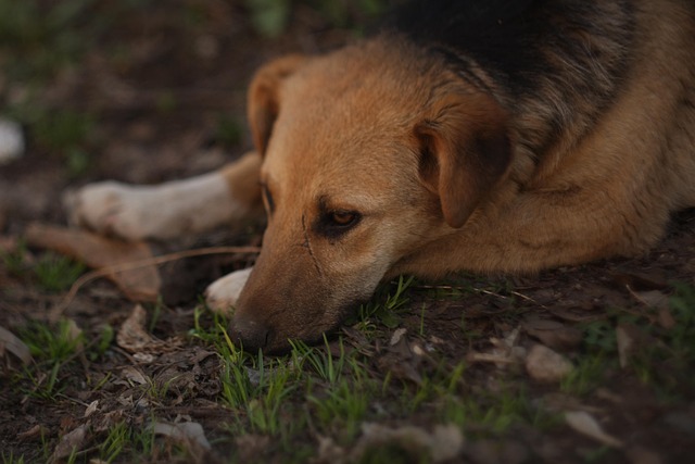 Cão Cachorro Animal - Foto gratuita no Pixabay - Pixabay