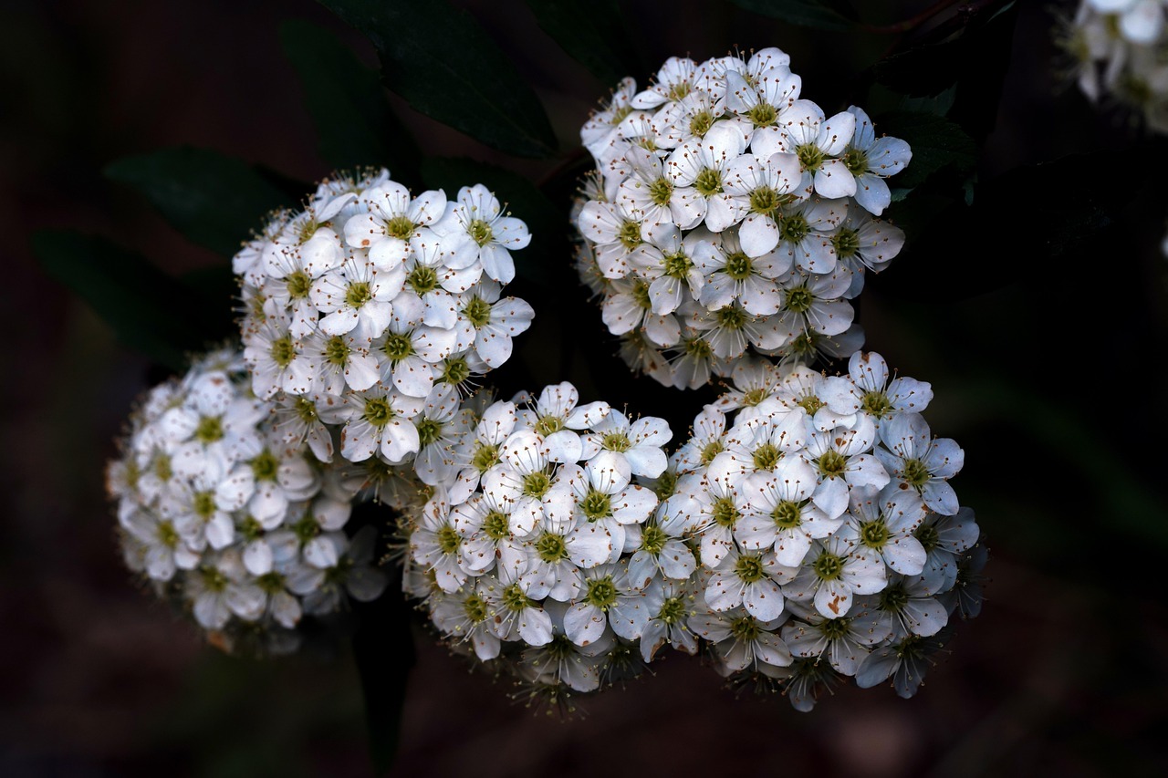 Flower Spiraea Wildflower - Free photo on Pixabay