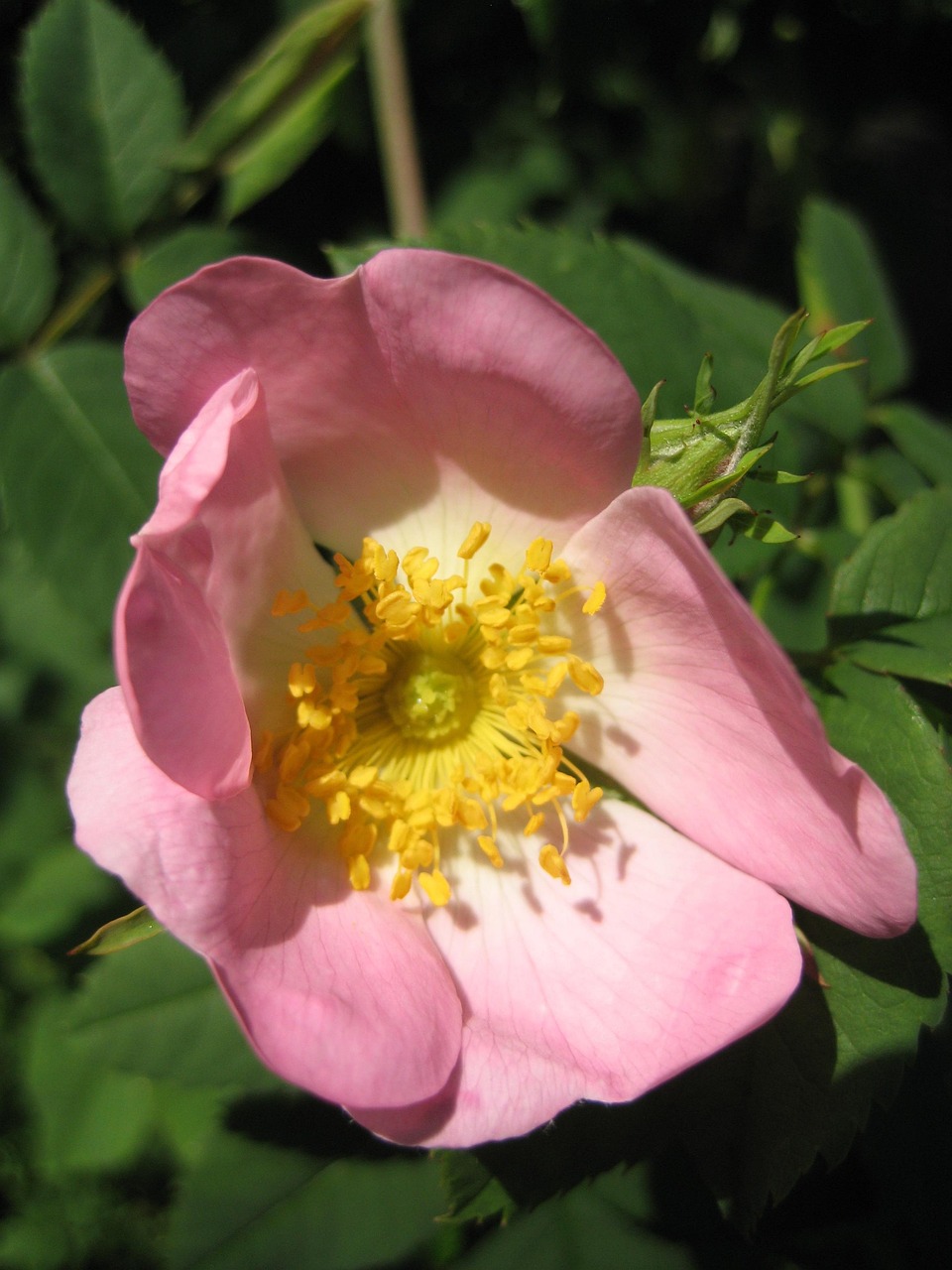 Flor Botánica Rosa Perro Se - Foto gratis en Pixabay - Pixabay