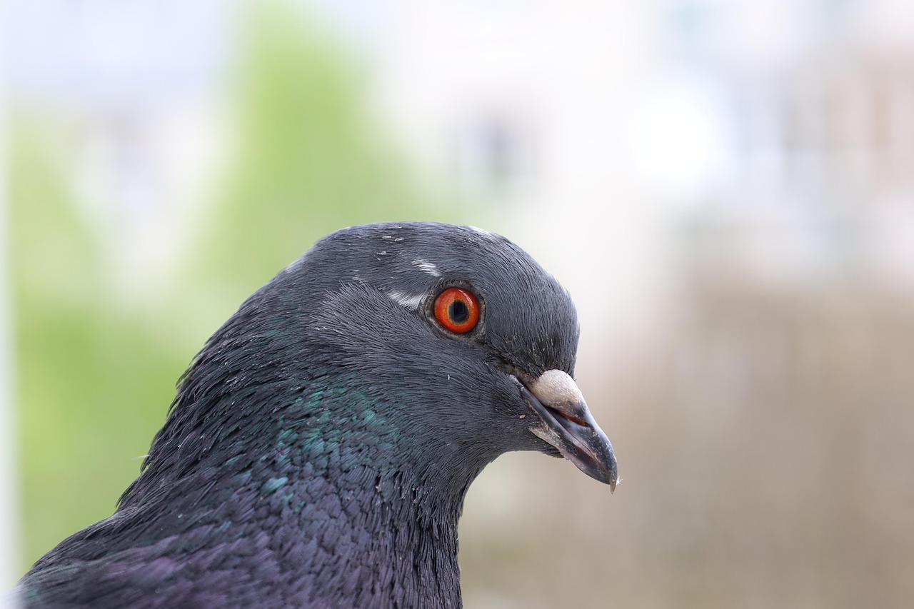 Pombo Pomba Pássaro - Foto gratuita no Pixabay - Pixabay