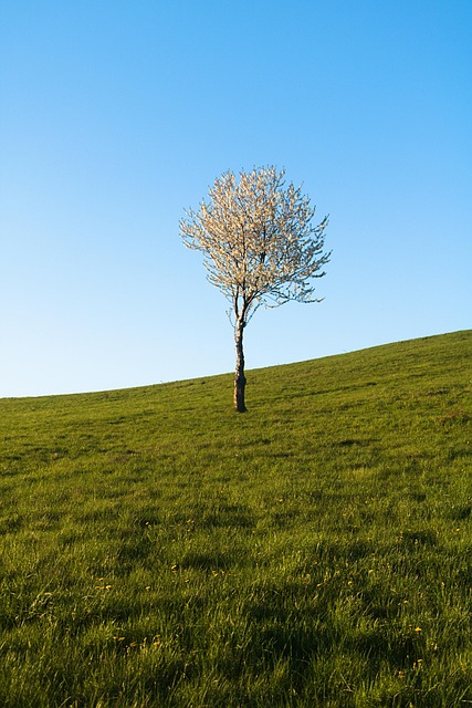 Arbre Gazon Colline - Photo gratuite sur Pixabay - Pixabay