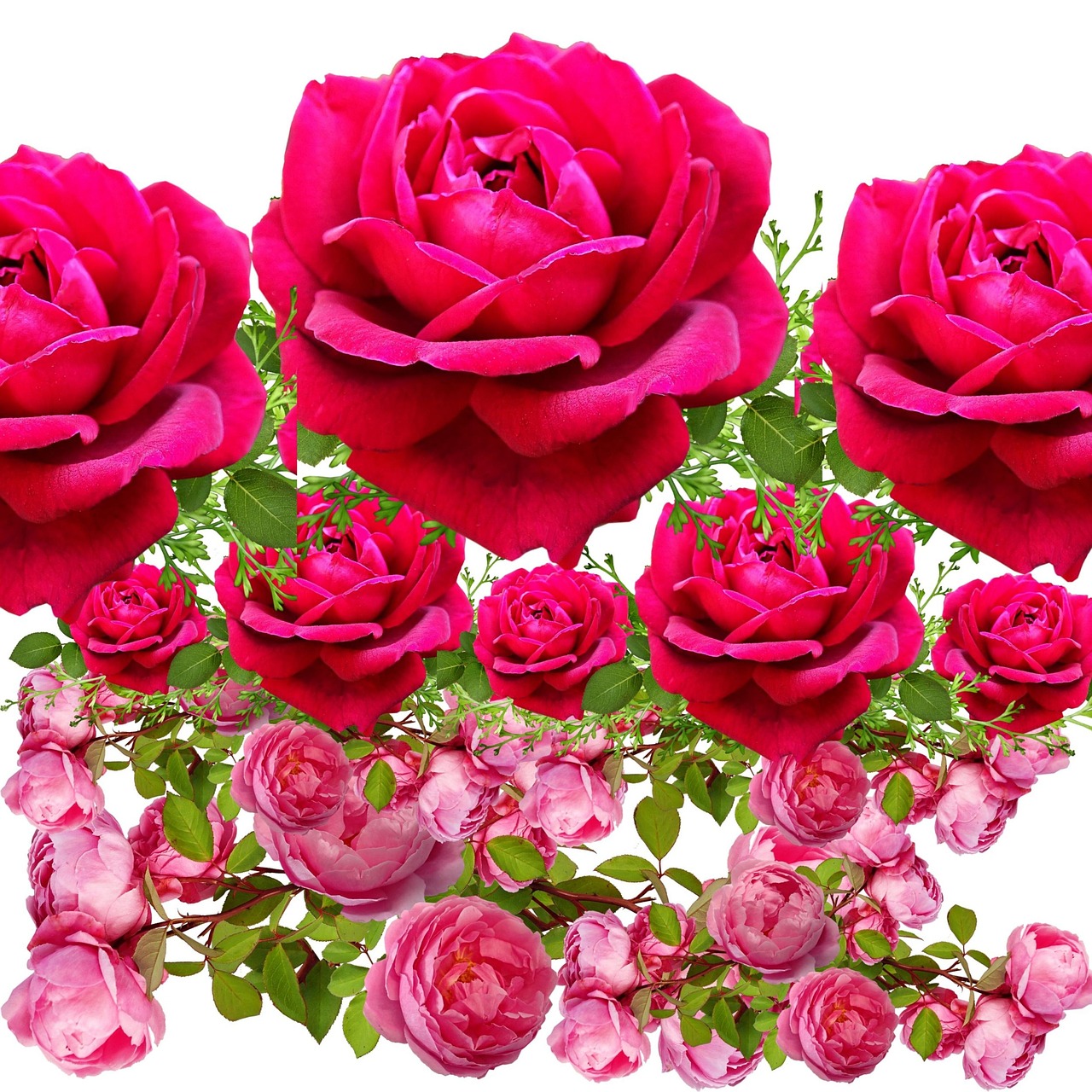 Rose Fleurs Roses Bloom - Photo gratuite sur Pixabay - Pixabay
